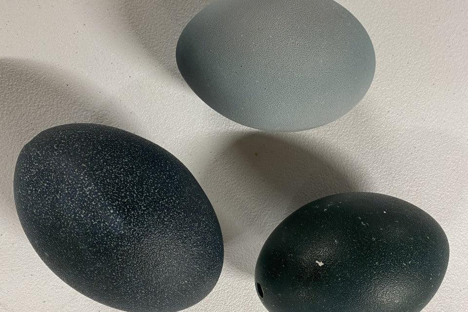 Amaroo Hills Emu Farm | Blown-Out Emu Egg (Grade A) | Amaroo Hills Emu Farm