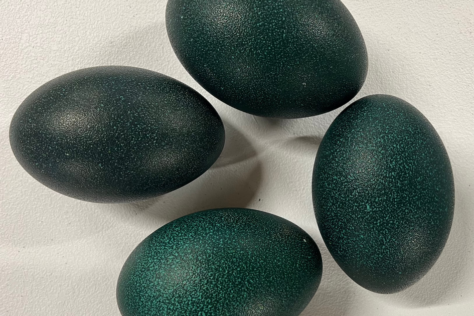 Amaroo Hills Emu Farm | Blown-Out Emu Egg (Grade A) | Amaroo Hills Emu Farm